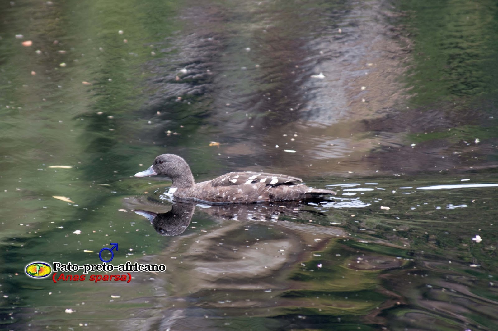 ORNITOLOGIA: Pato-preto-africano (Anas sparsa)